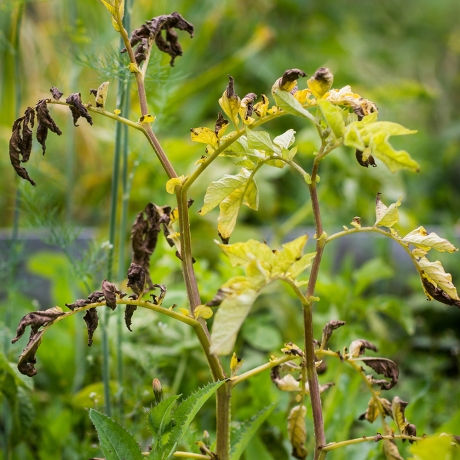 Rob Schafer - Managing Levels of Verticillium in Control of Early Die ...